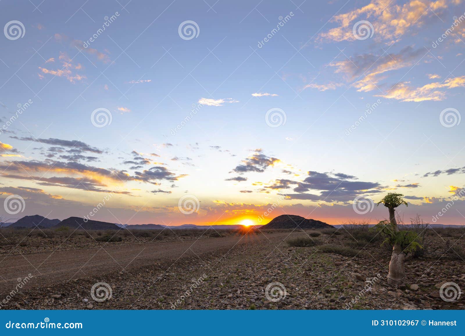 African Moringa Tree Next To the Dirt Road at Sunset Stock Image ...