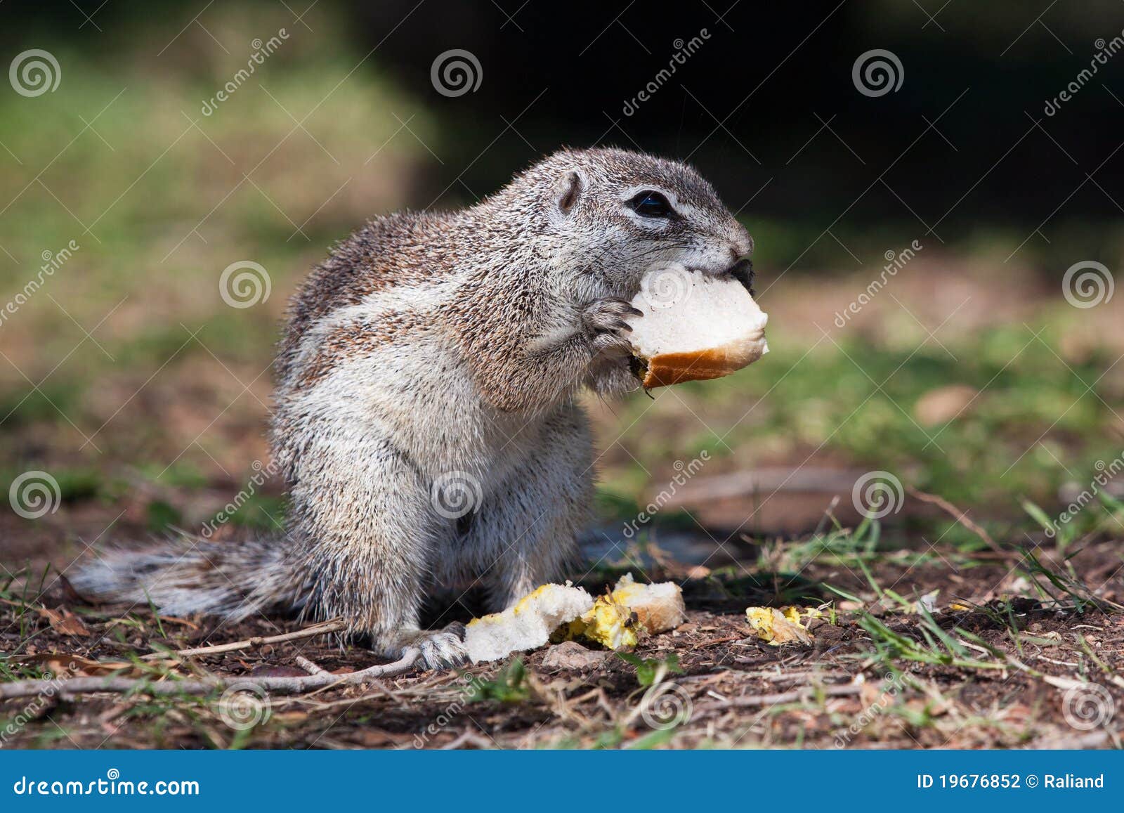African Mountain Ground Squirrel Stock Photo - Image of green, africa ...