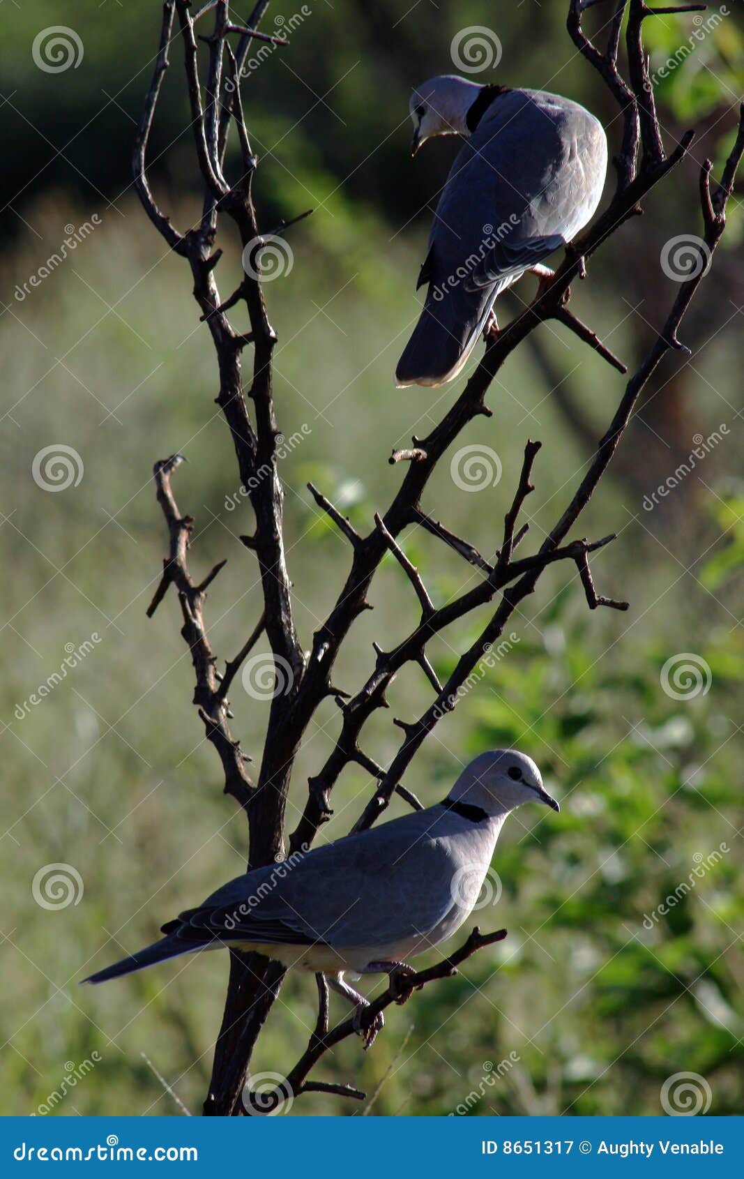 African Mourning Doves Picture. Image: 8651317