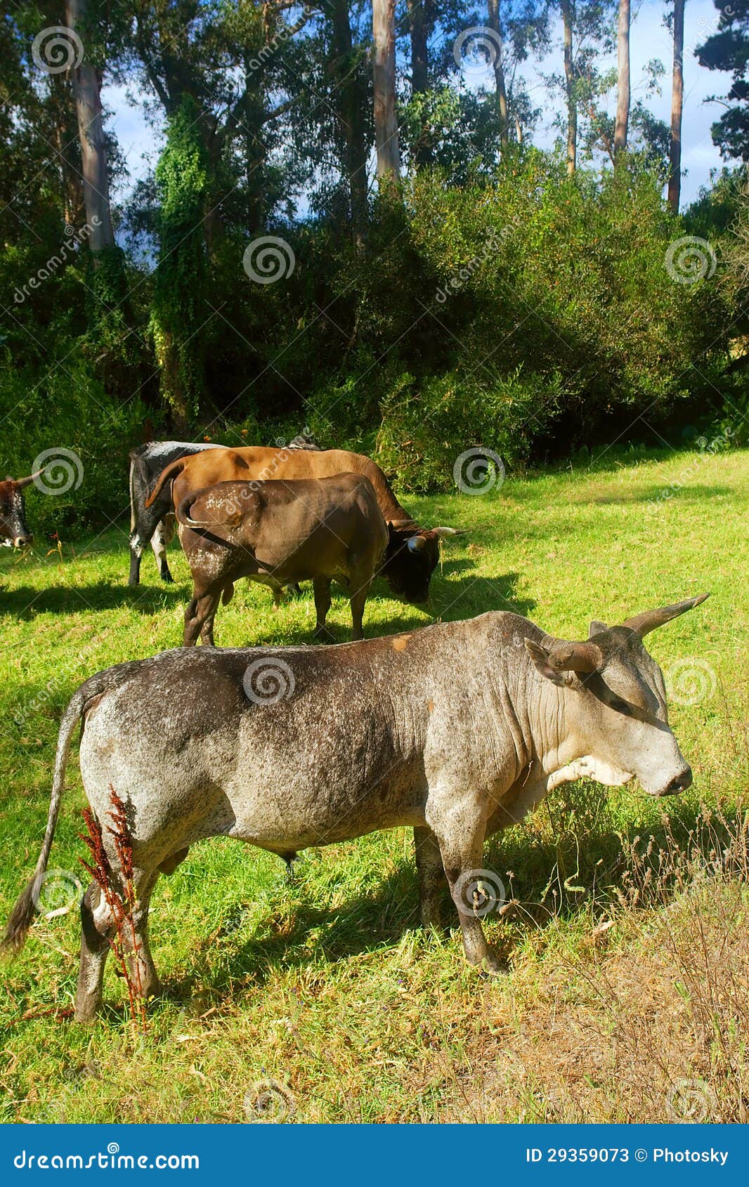 African Nguni Bulls At The Great Kraal In Zululand, South Africa Stock ...