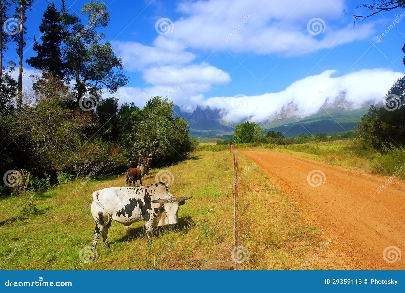 African Nguni Cow Ranch South Africa Royalty-Free Stock Photo ...