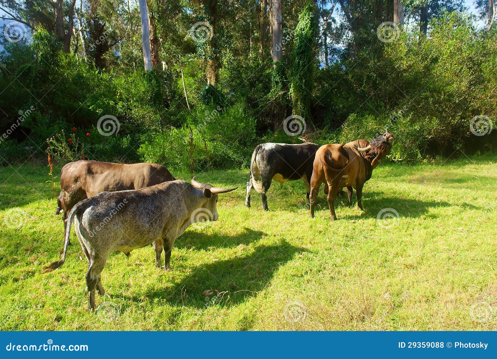 African Nguni Bulls At The Great Kraal In Zululand, South Africa Stock ...