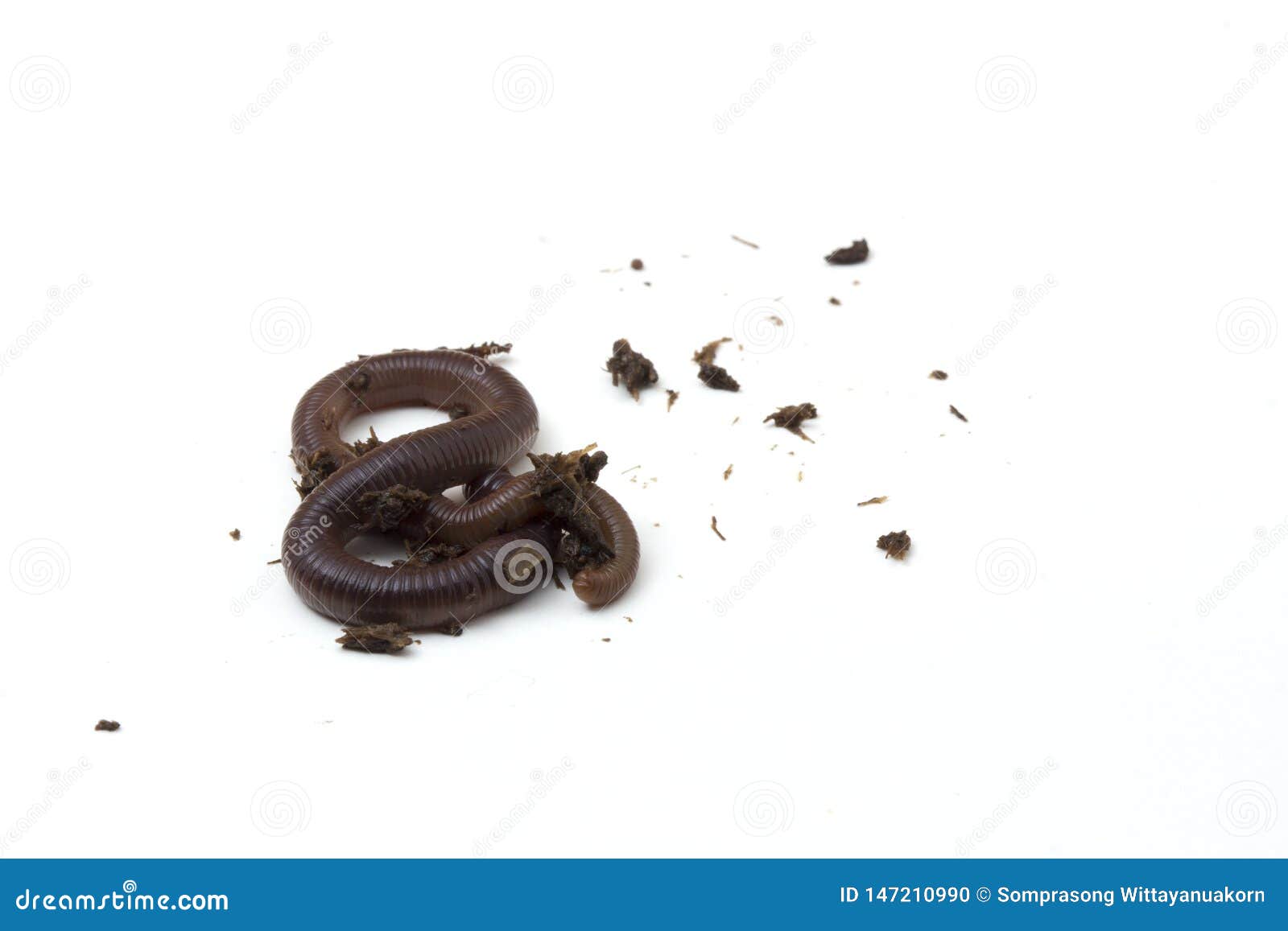 African Night Crawler, Earthworms Isolated on White Background Stock ...