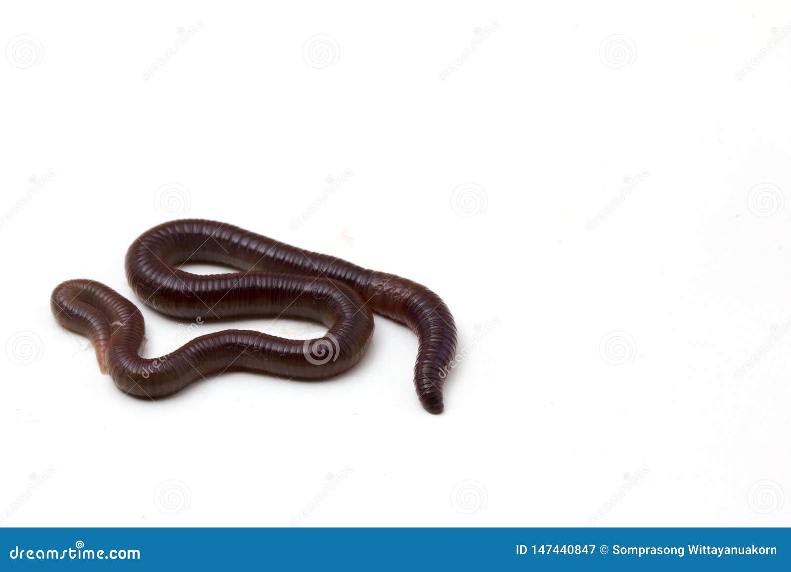 African Night Crawler, Earthworms Isolated on White Background Stock ...