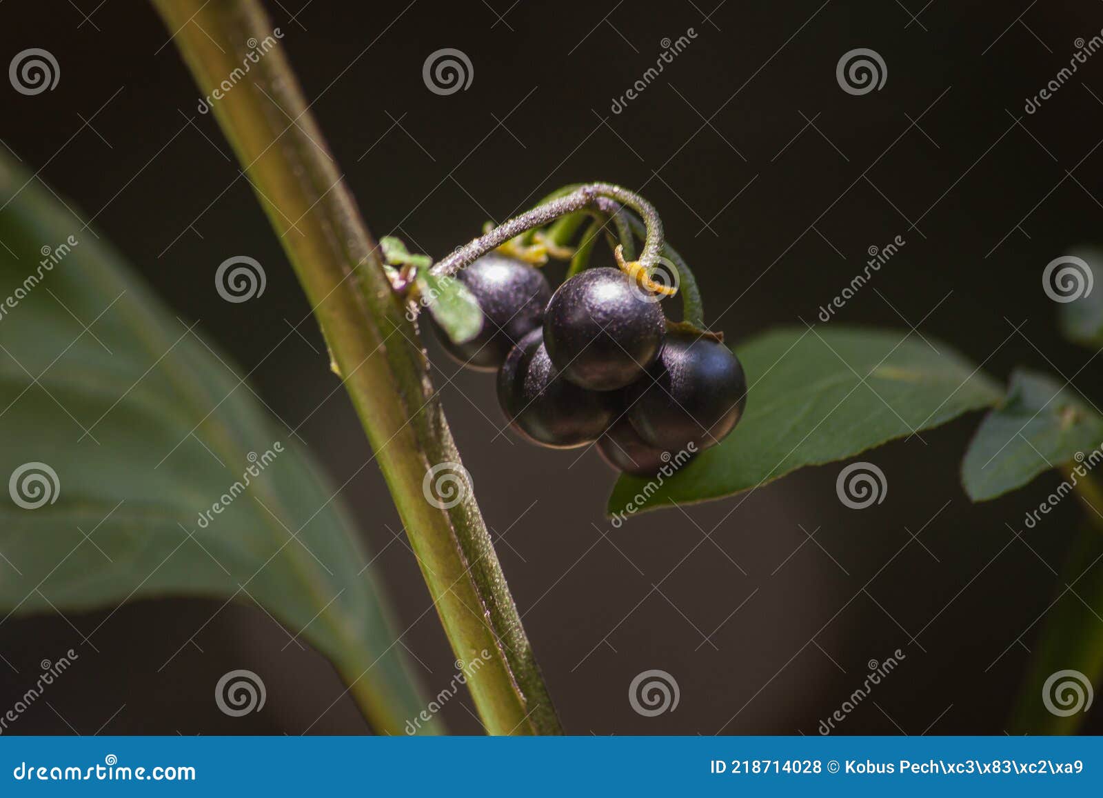 African Nightshade Solanum Nigrum 13211 Stock Photo - Image of berries ...