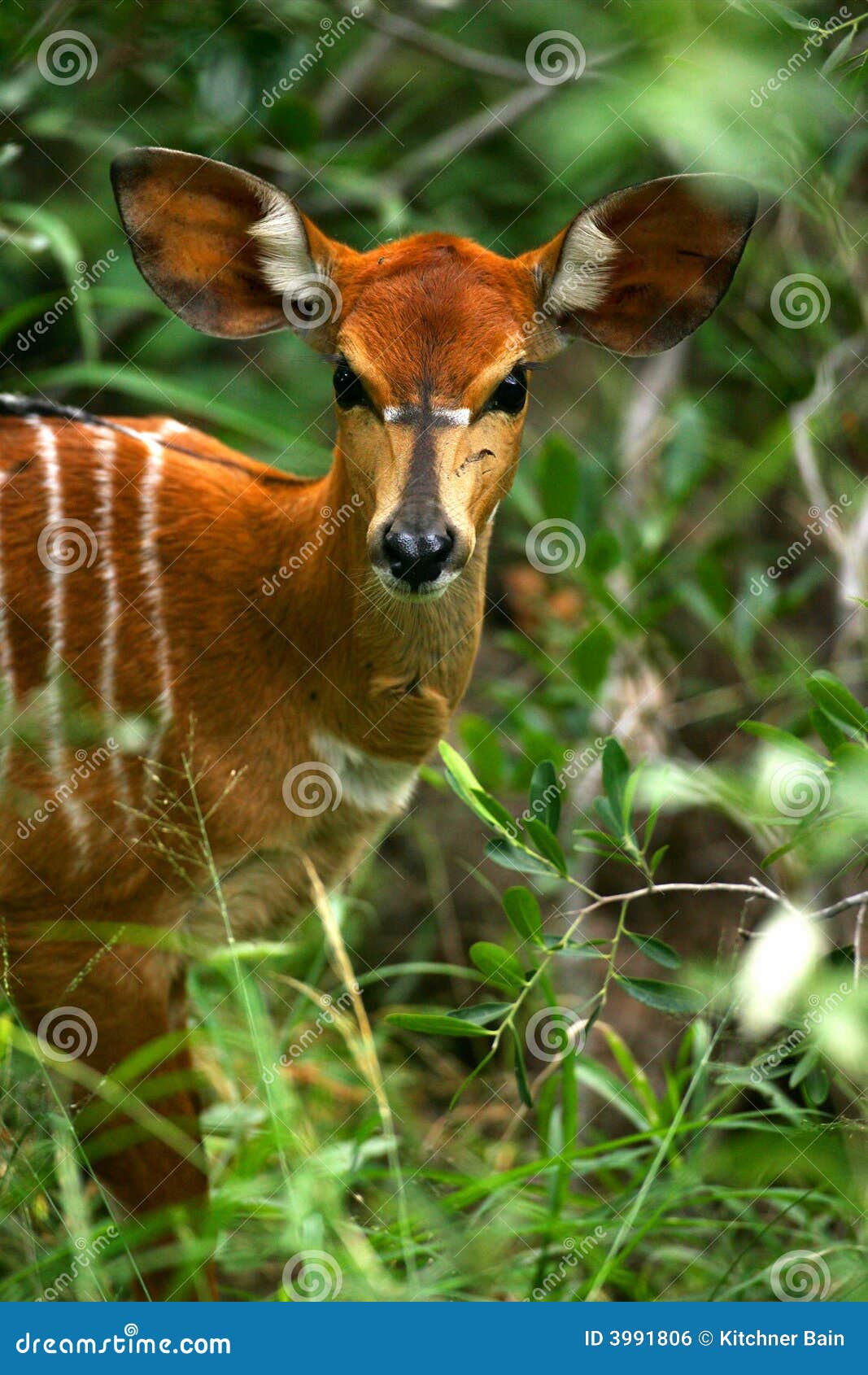 African Nyala stock photo. Image of nyala, nature, game - 3991806