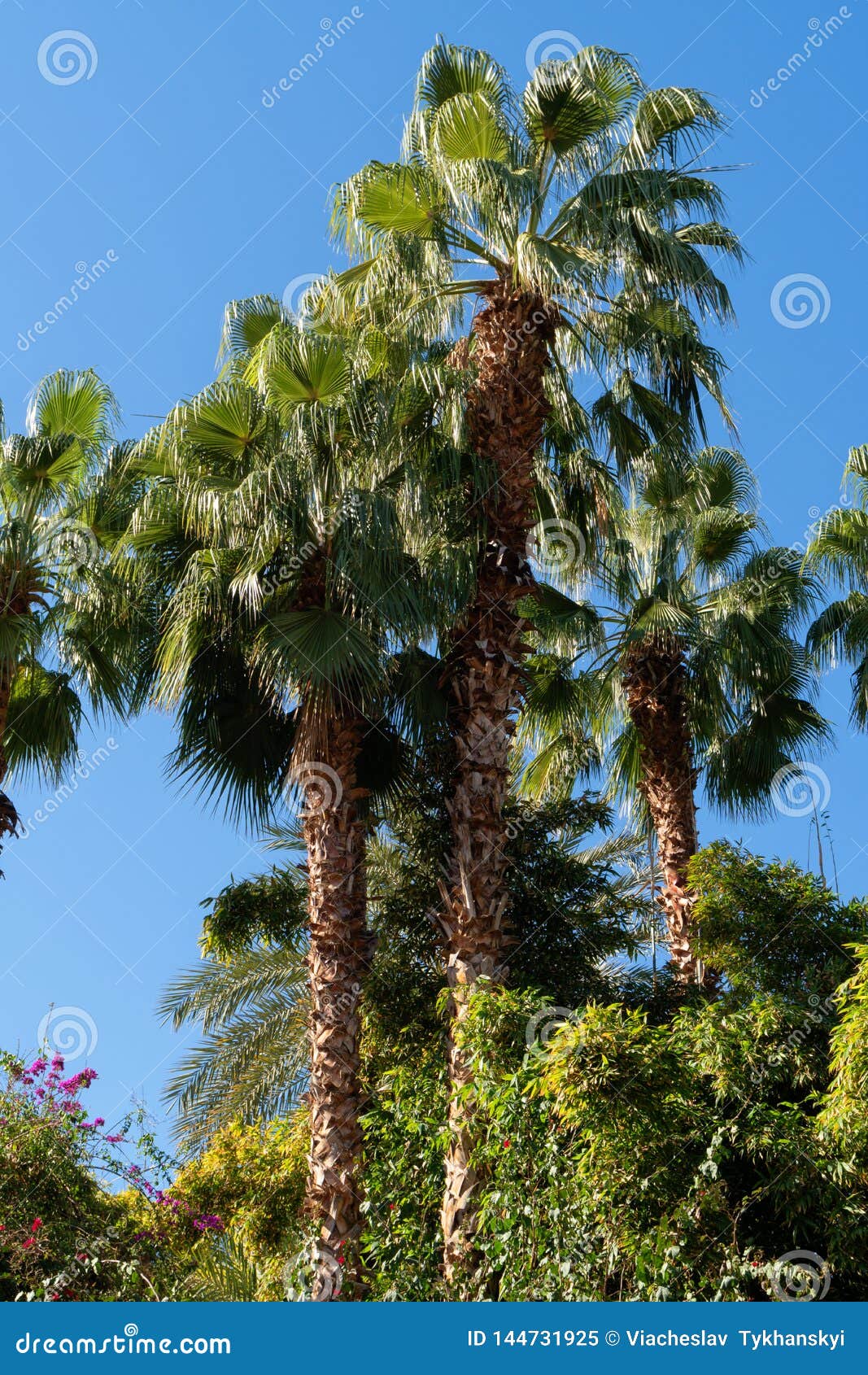 African Oasis Palm Trees Growing in Sugar Stock Image - Image of nature ...