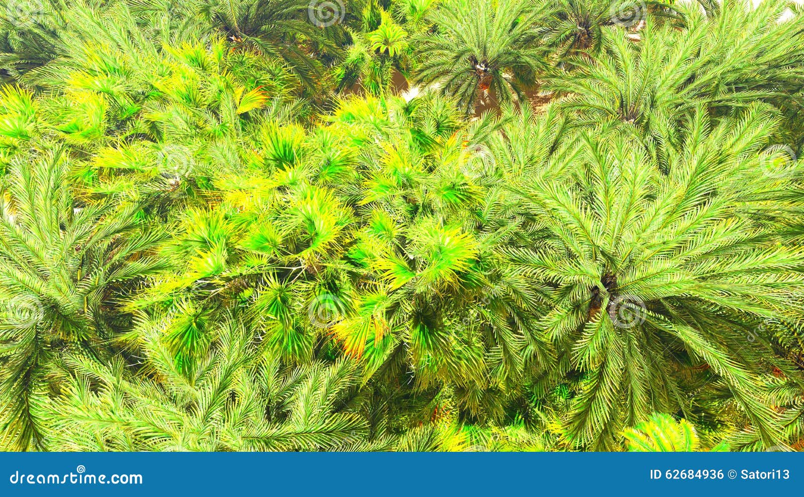 African oasis on Sahara stock photo. Image of morocco - 62684936