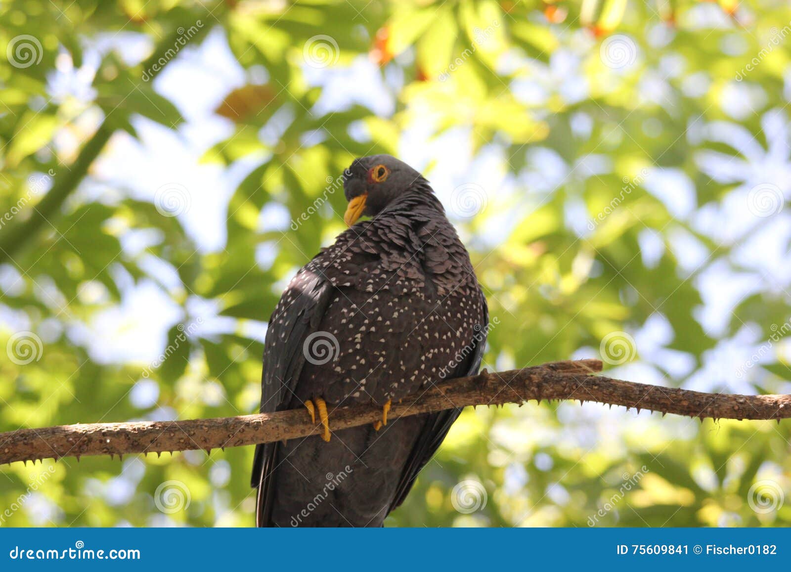 African olive pigeon stock image. Image of wildlife, arquatrix - 75609841
