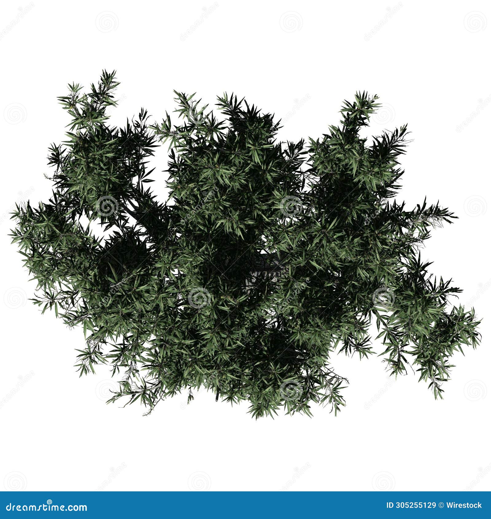 African Olive Tree Top View Isolated on White Bacground Stock Image ...