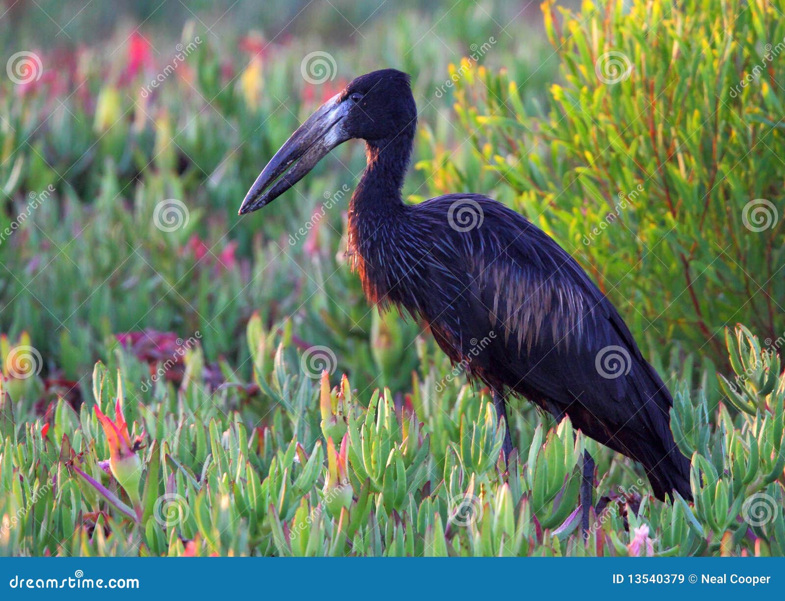 African Openbill, Anastomus Lamelligerus, Portrait Of Stork From ...