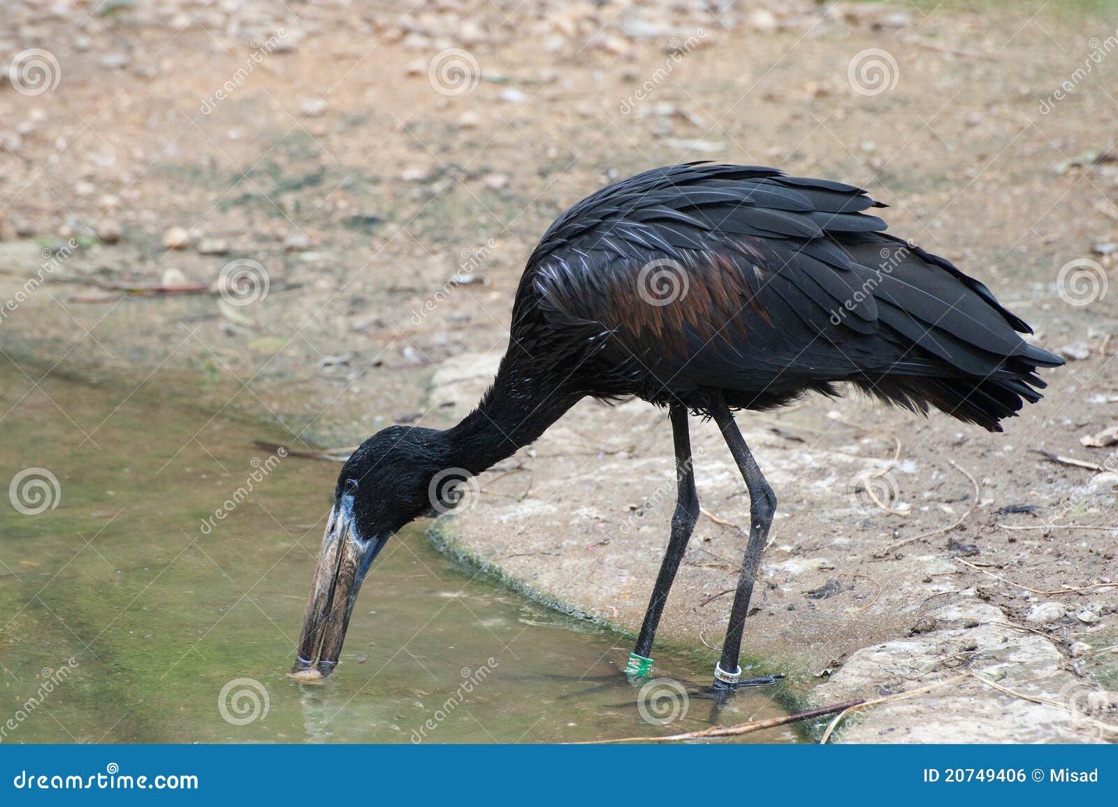 African Openbill stock photo. Image of color, african - 20749406