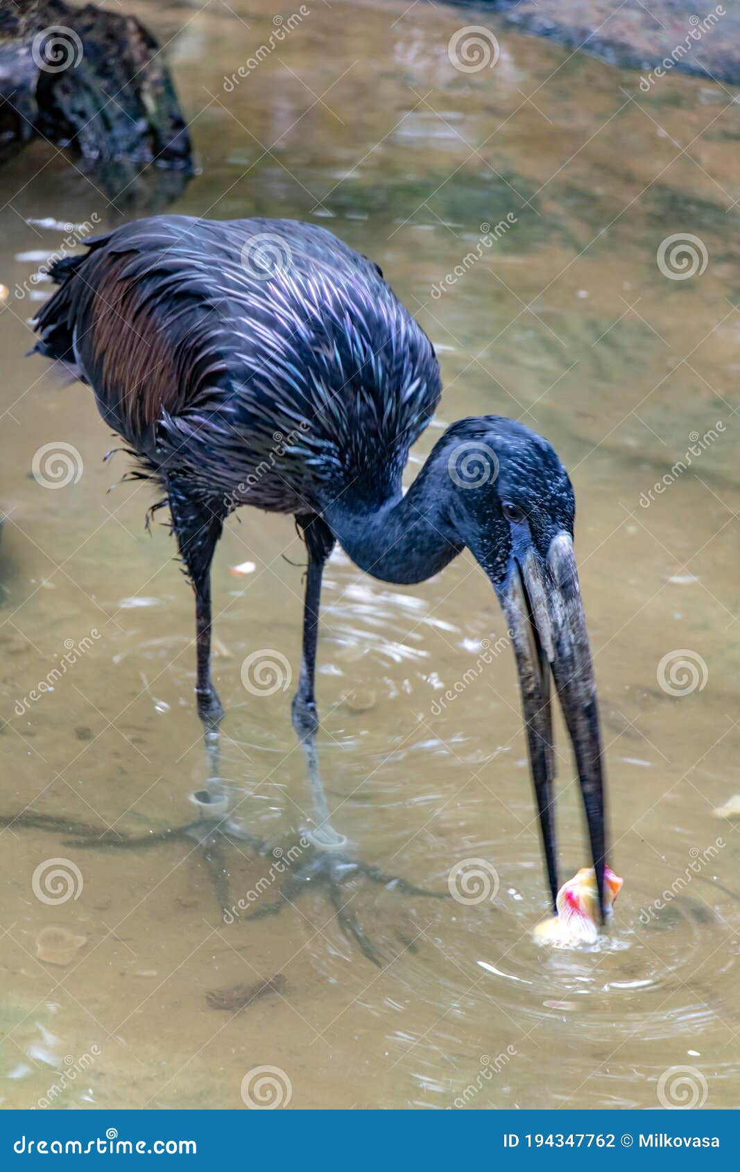 The African Openbill Anastomus Lamelligerus Stock Photo - Image of ...