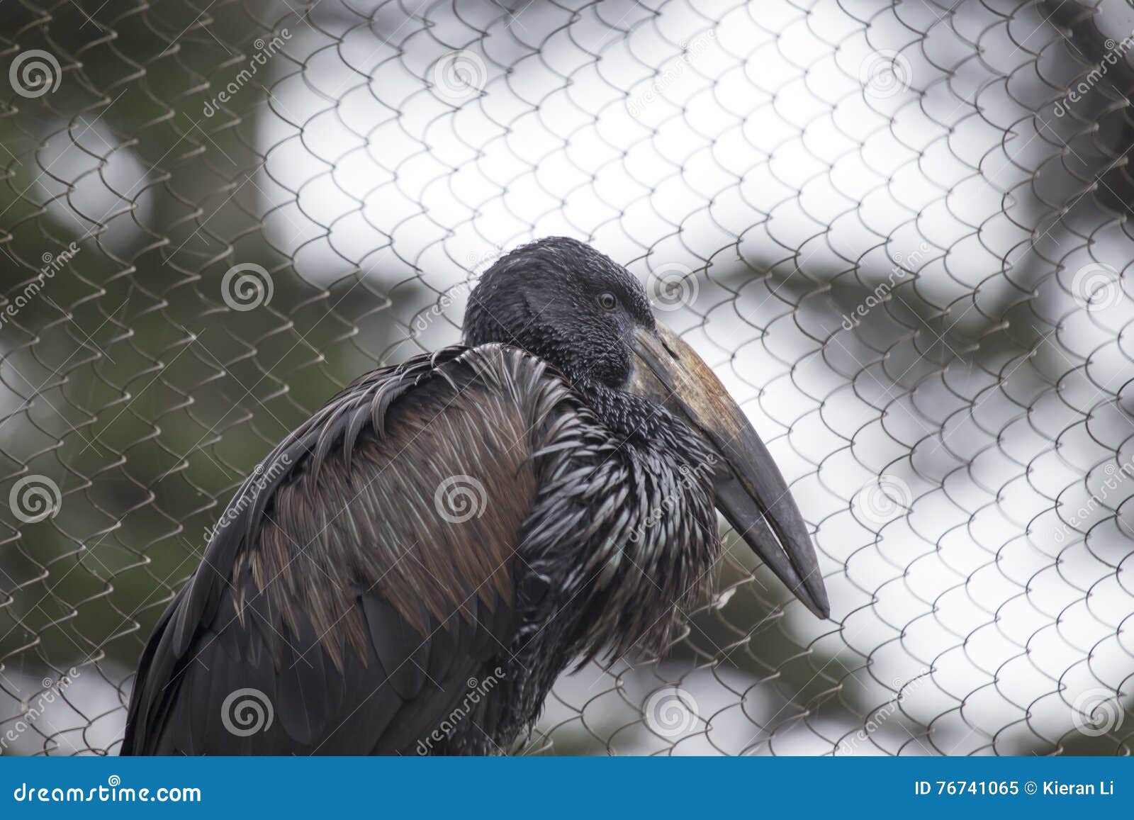 African Openbill (Anastomus Lamelligerus) Stock Image - Image of ...