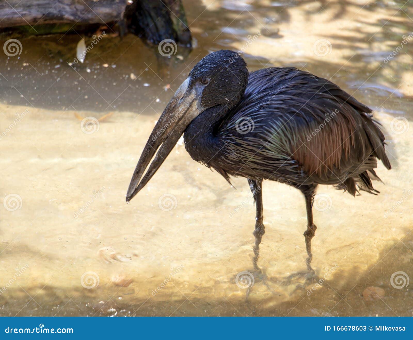 The African Openbill Anastomus Lamelligerus Stock Image - Image of ...