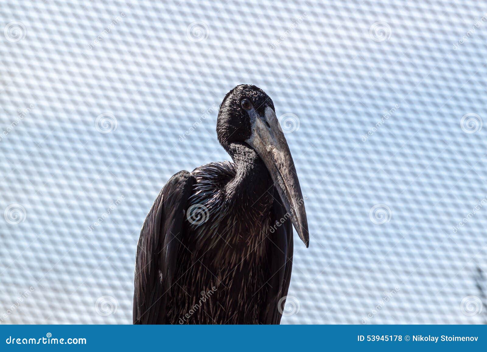 African Openbill stock photo. Image of large, standing - 53945178