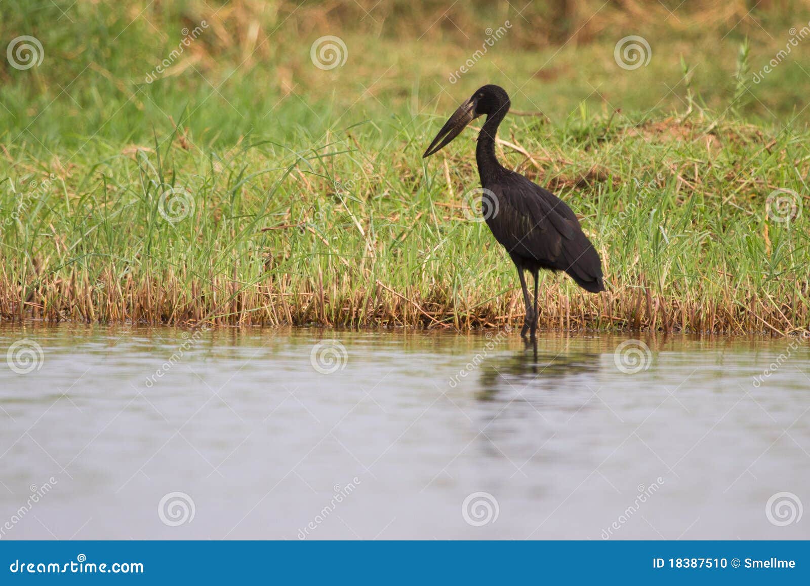 African openbill stork stock photo. Image of black, flight - 18387510