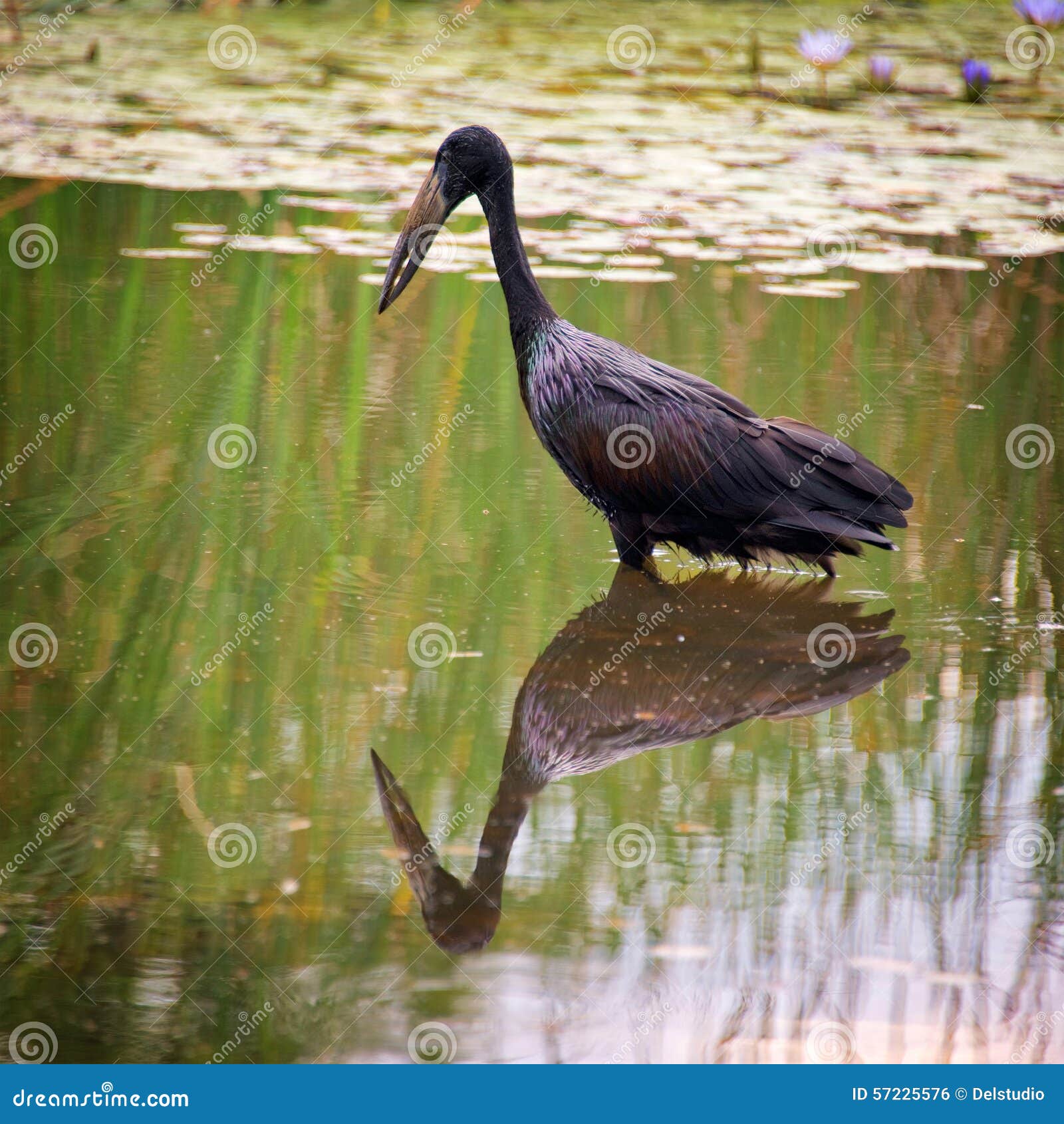 African openbill stork stock photo. Image of colorful - 57225576