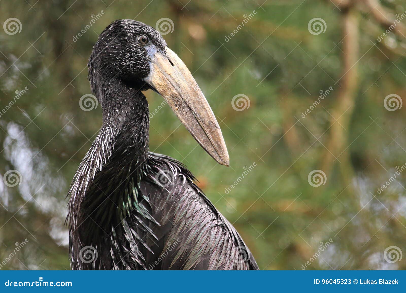 African openbill stock image. Image of adult, body, openbill - 96045323