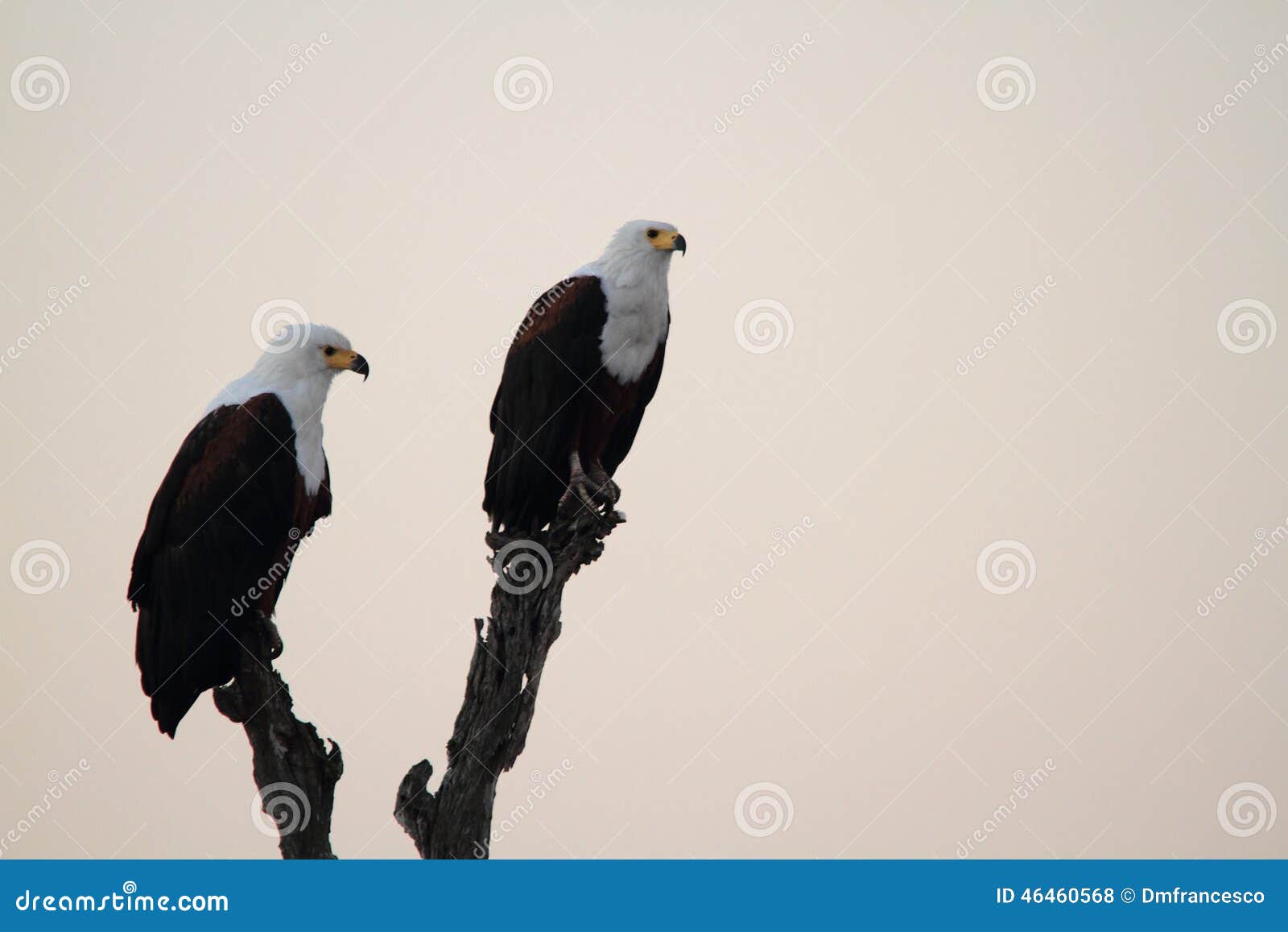 African osprey stock photo. Image of claw, national, color - 46460568