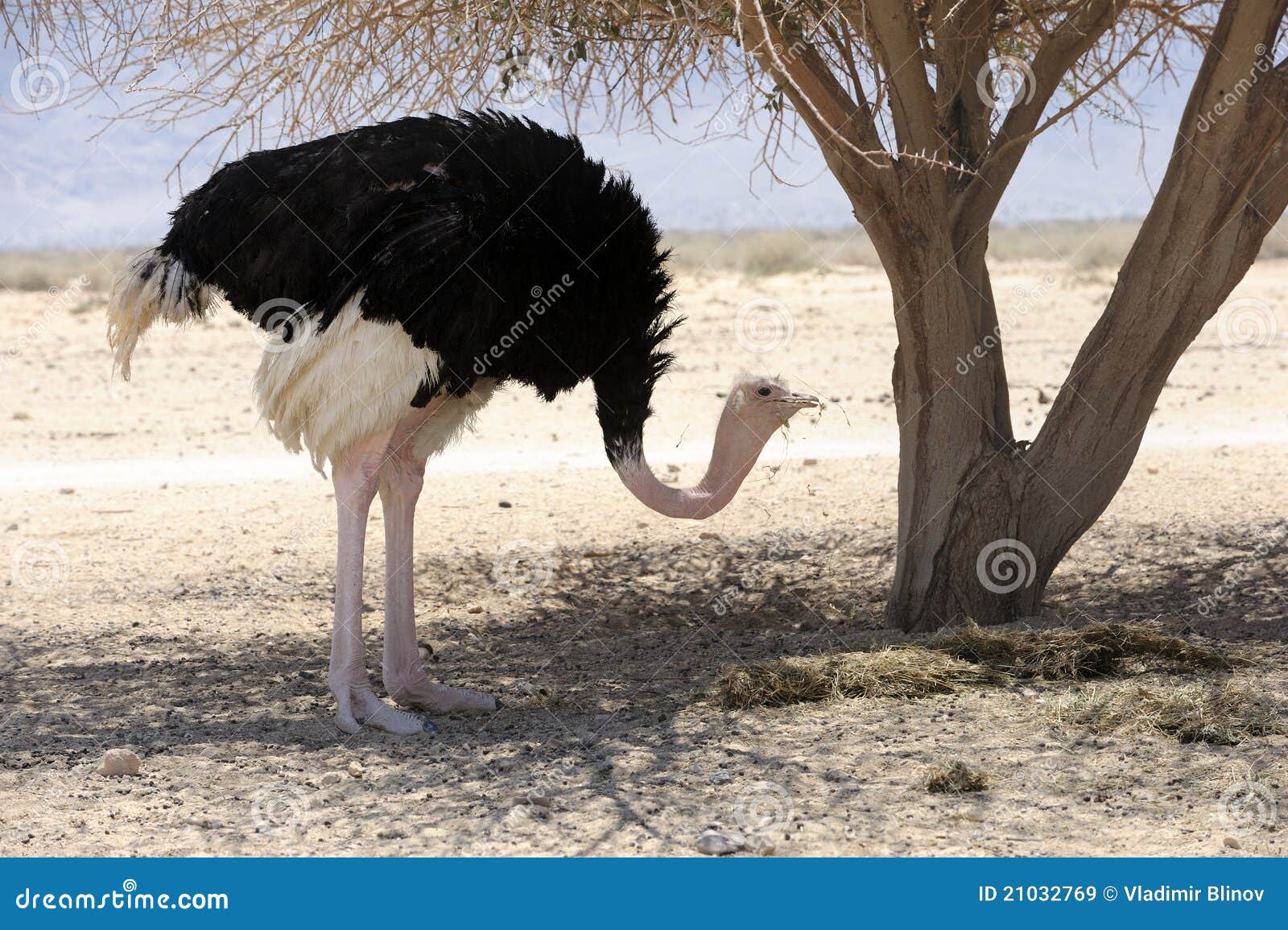 African ostrich stock image. Image of ostrich, black - 21032769