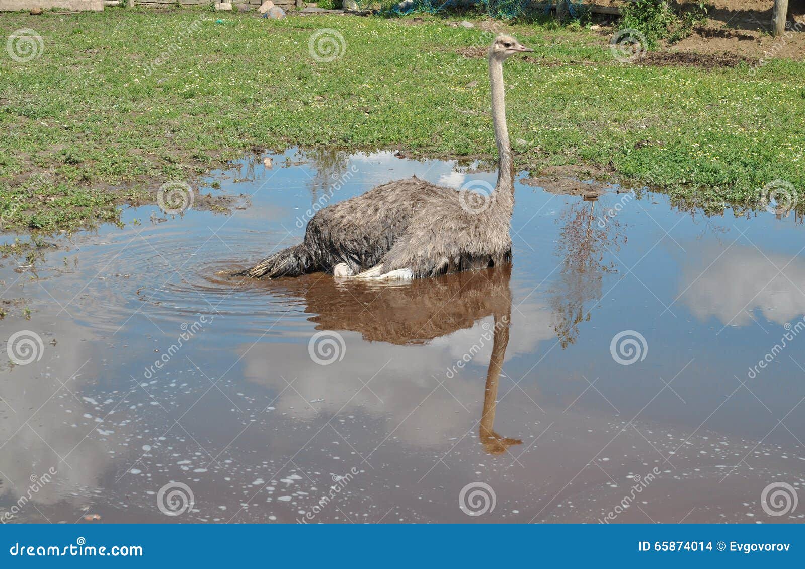 African Ostrich is Bathed in a Puddle Stock Photo - Image of rain ...