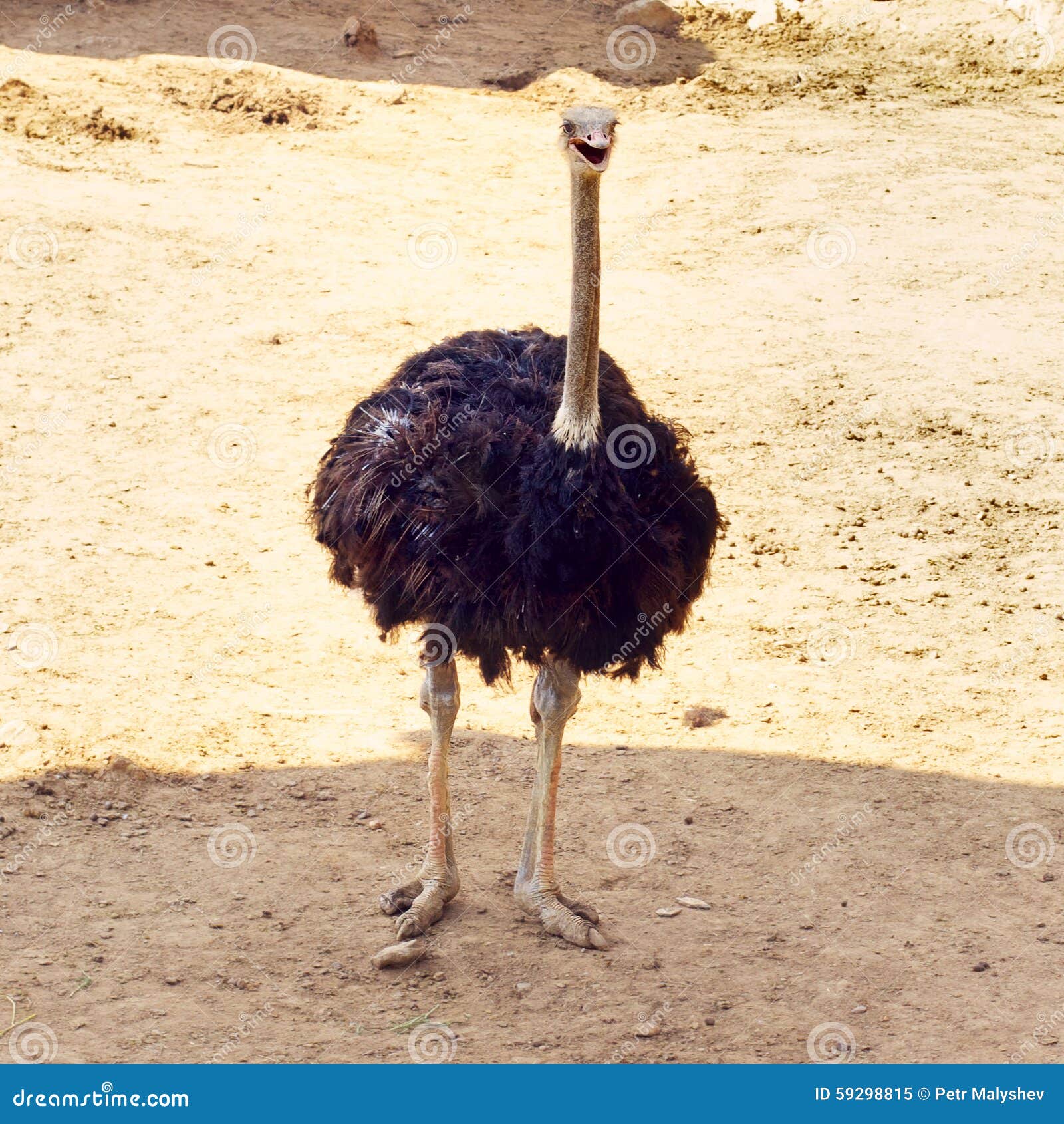 African Ostrich stock image. Image of feather, desert - 59298815