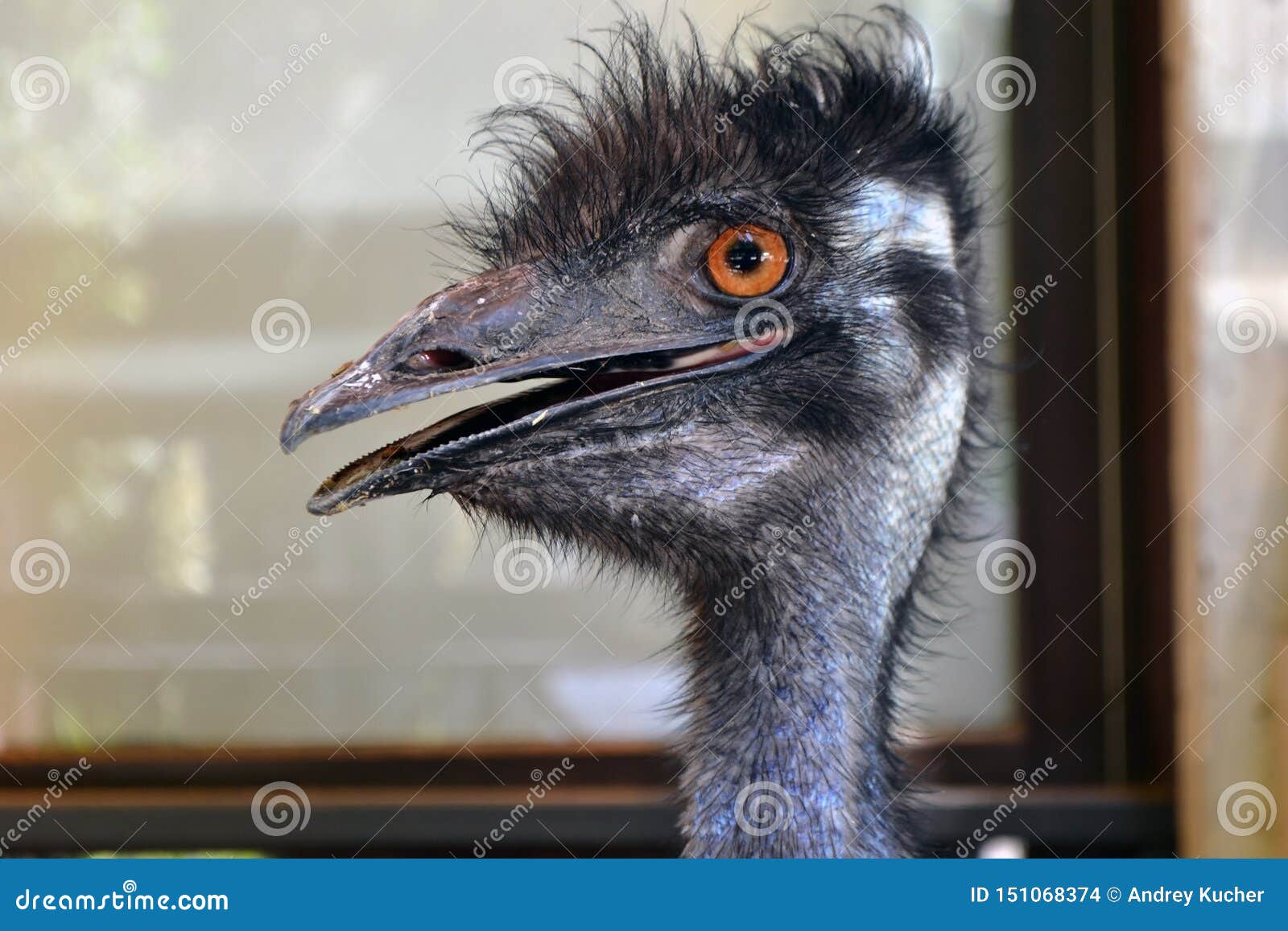 African Ostrich Funny Face African Ostrich Funny Face Stock Photo ...
