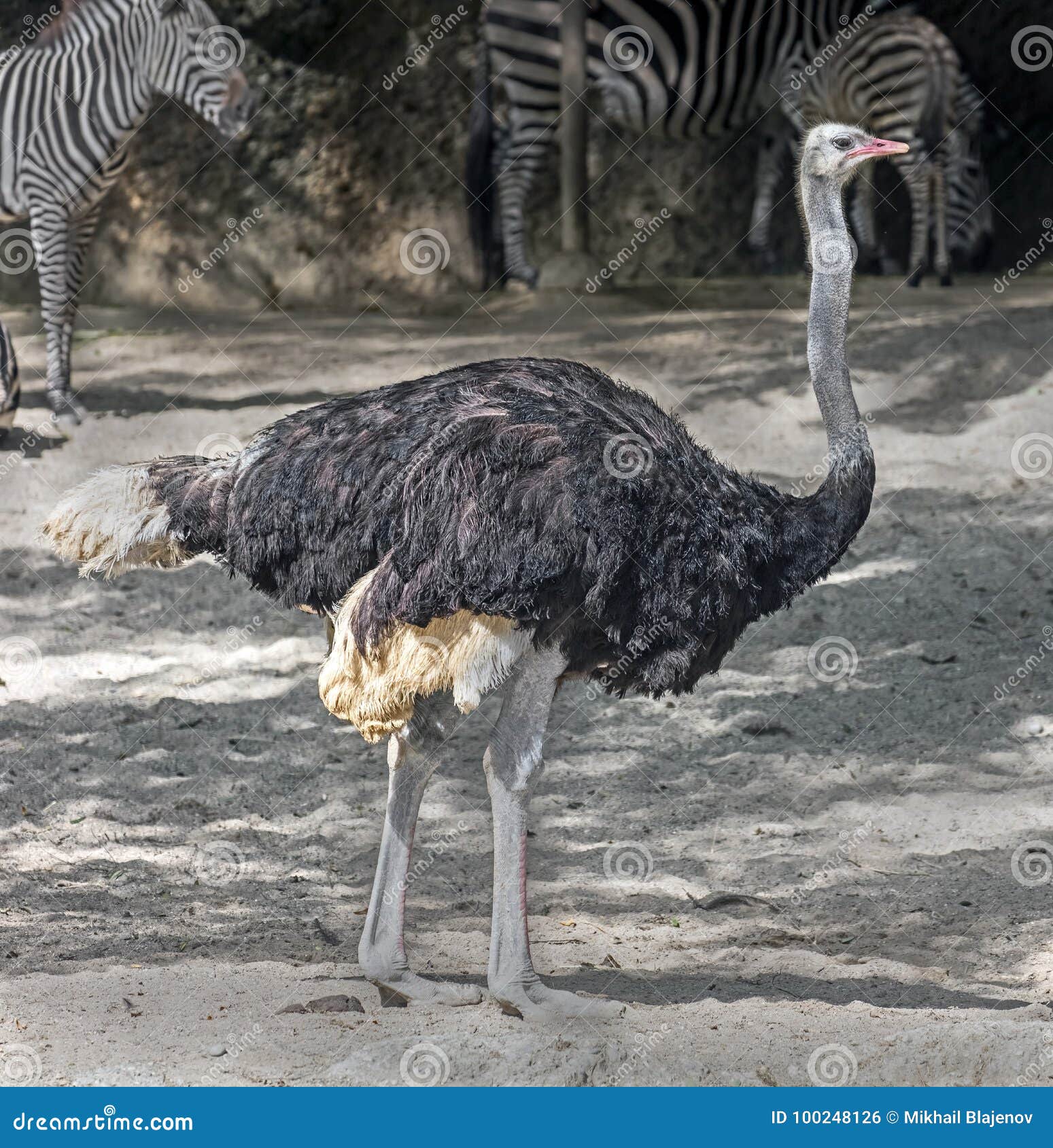 African ostrich 5 stock photo. Image of ecology, ornithology - 100248126