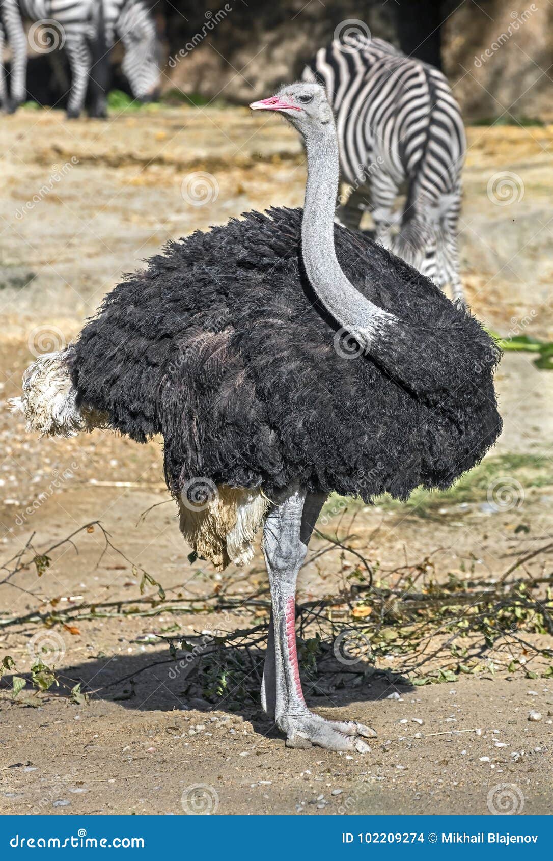 African ostrich 6 stock photo. Image of african, neck - 102209274