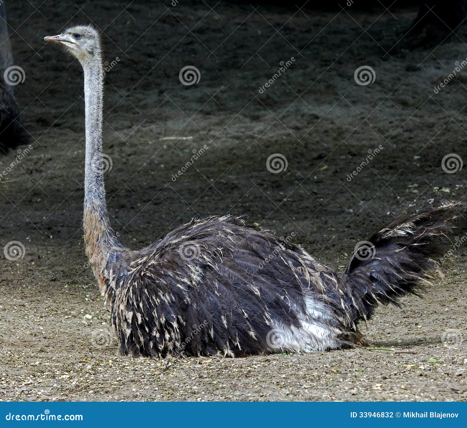 African ostrich 1 stock photo. Image of long, south, wing - 33946832