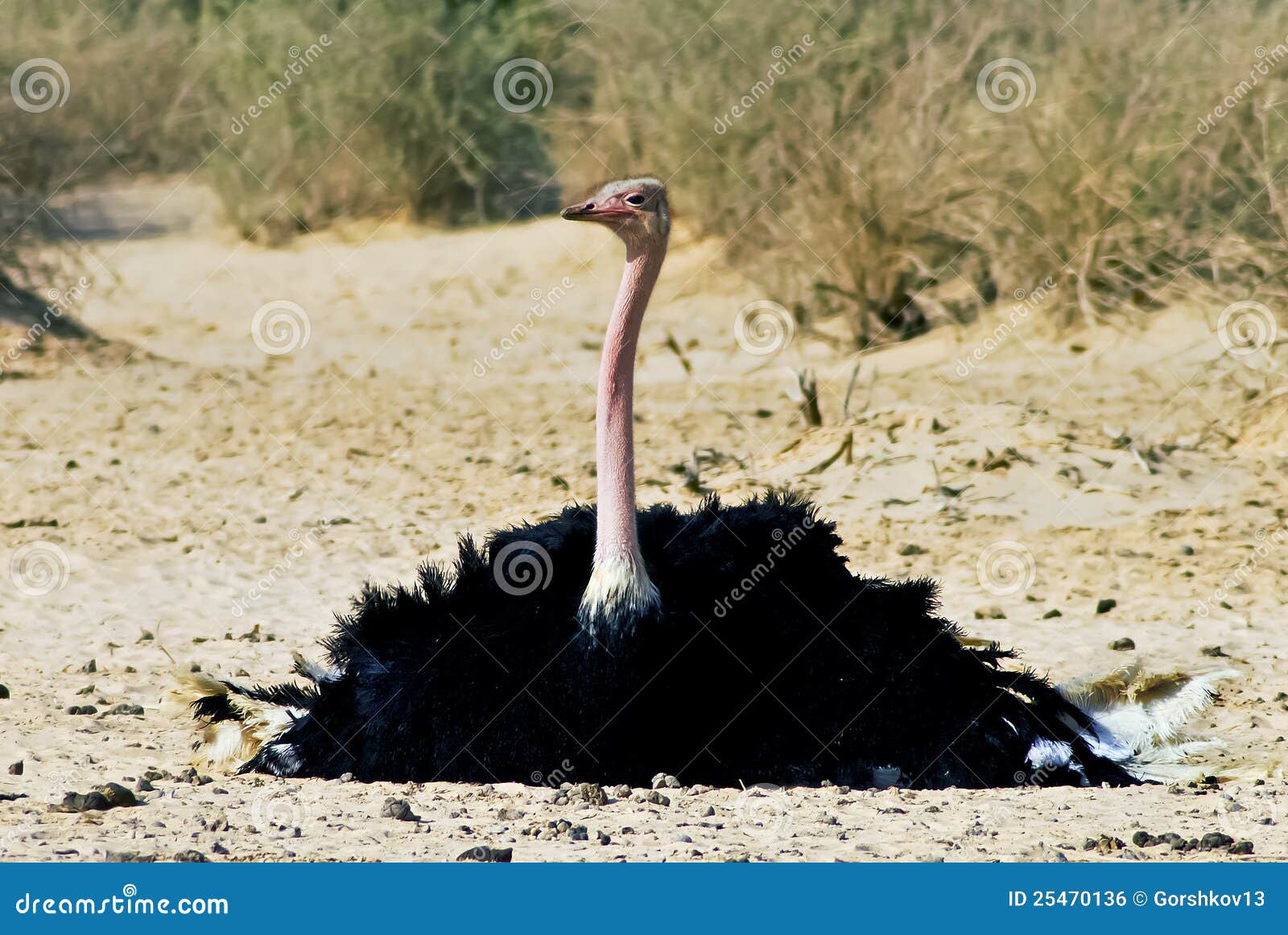 African Ostrich Nature Reserve, Israel Stock Photo - Image of african ...