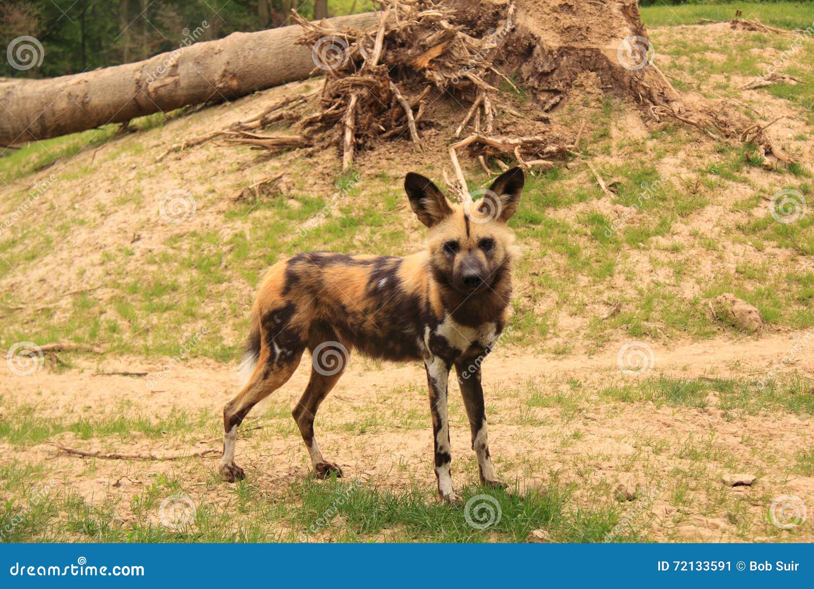 African painted dog stock image. Image of standing, african - 72133591