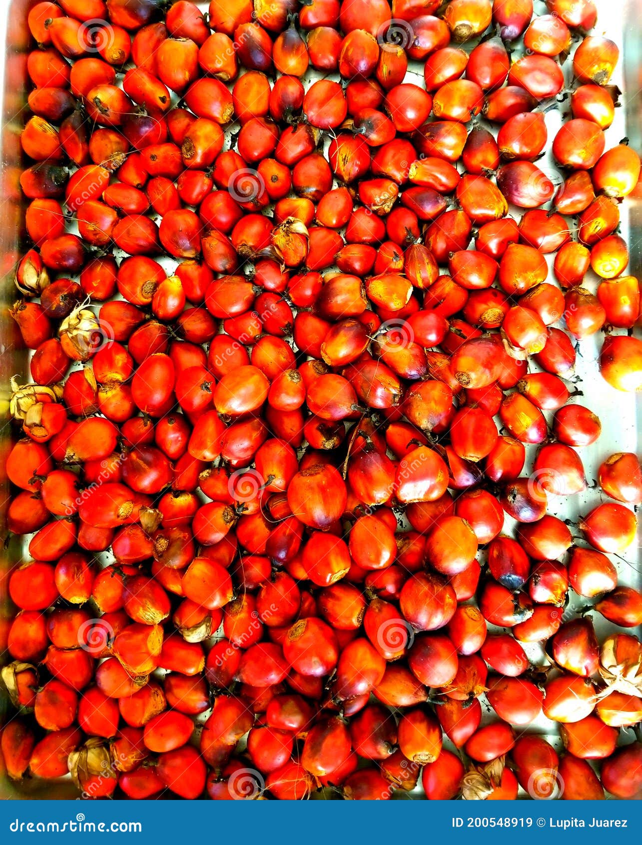 African palm nuts stock image. Image of african, africanpalmnuts ...