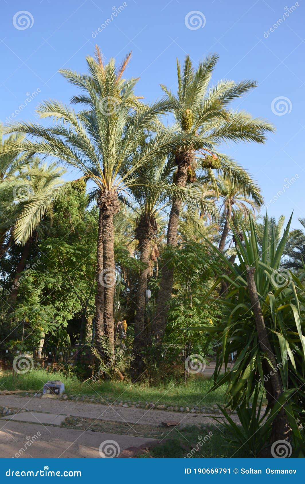 African Palm Tree. from a Series of Tropical Plants and Trees Stock ...