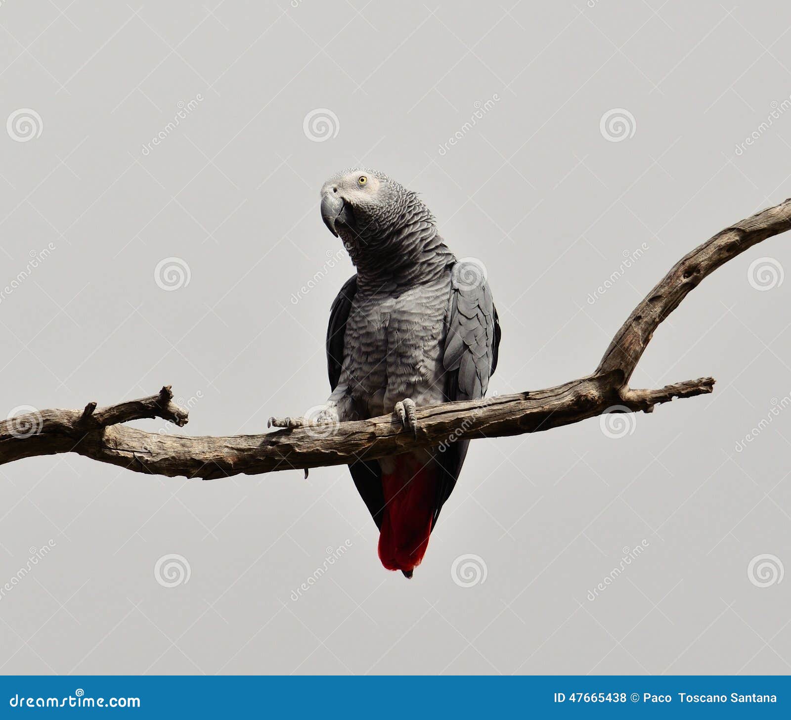 African parrot of red tail stock photo. Image of ecosystem - 47665438