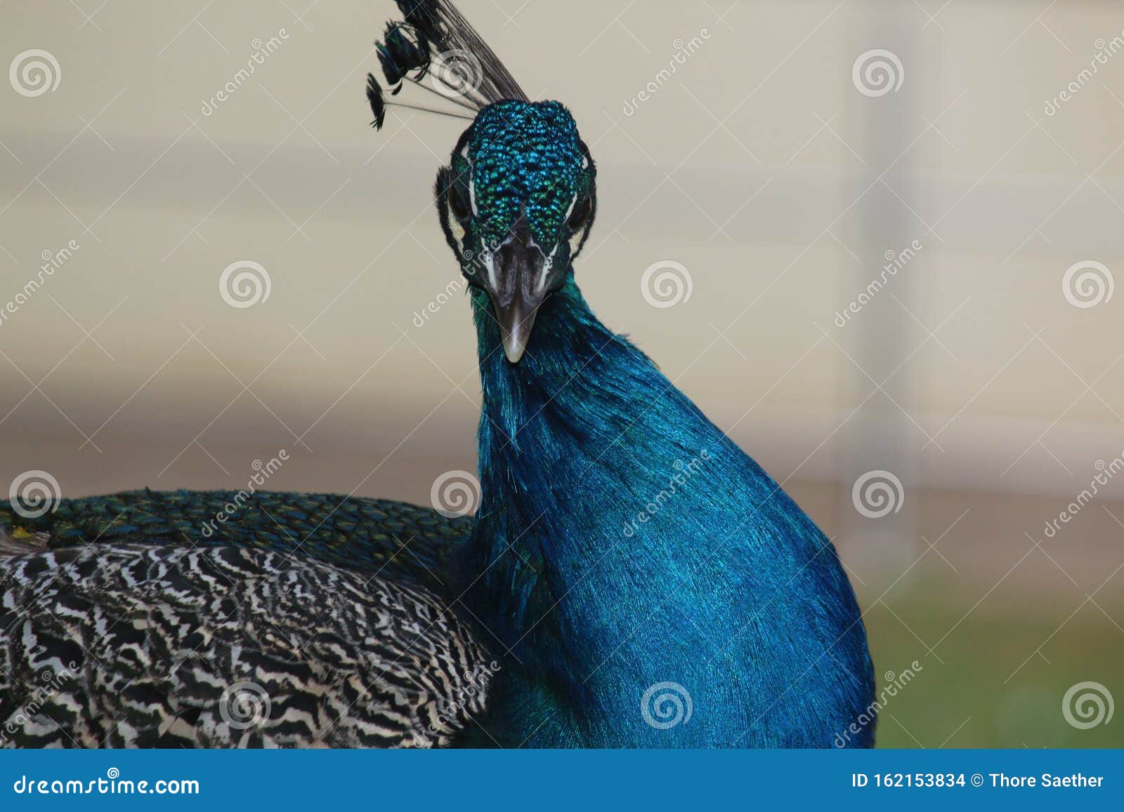 African Peacock stock photo. Image of mode, botswanann - 162153834