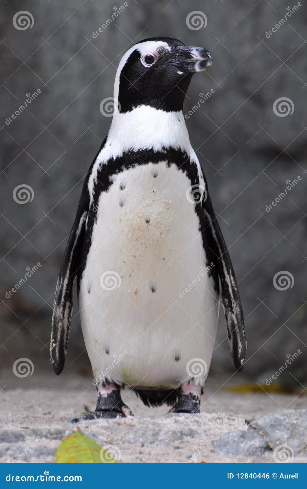 African Penguin stock photo. Image of africa, penguin - 12840446