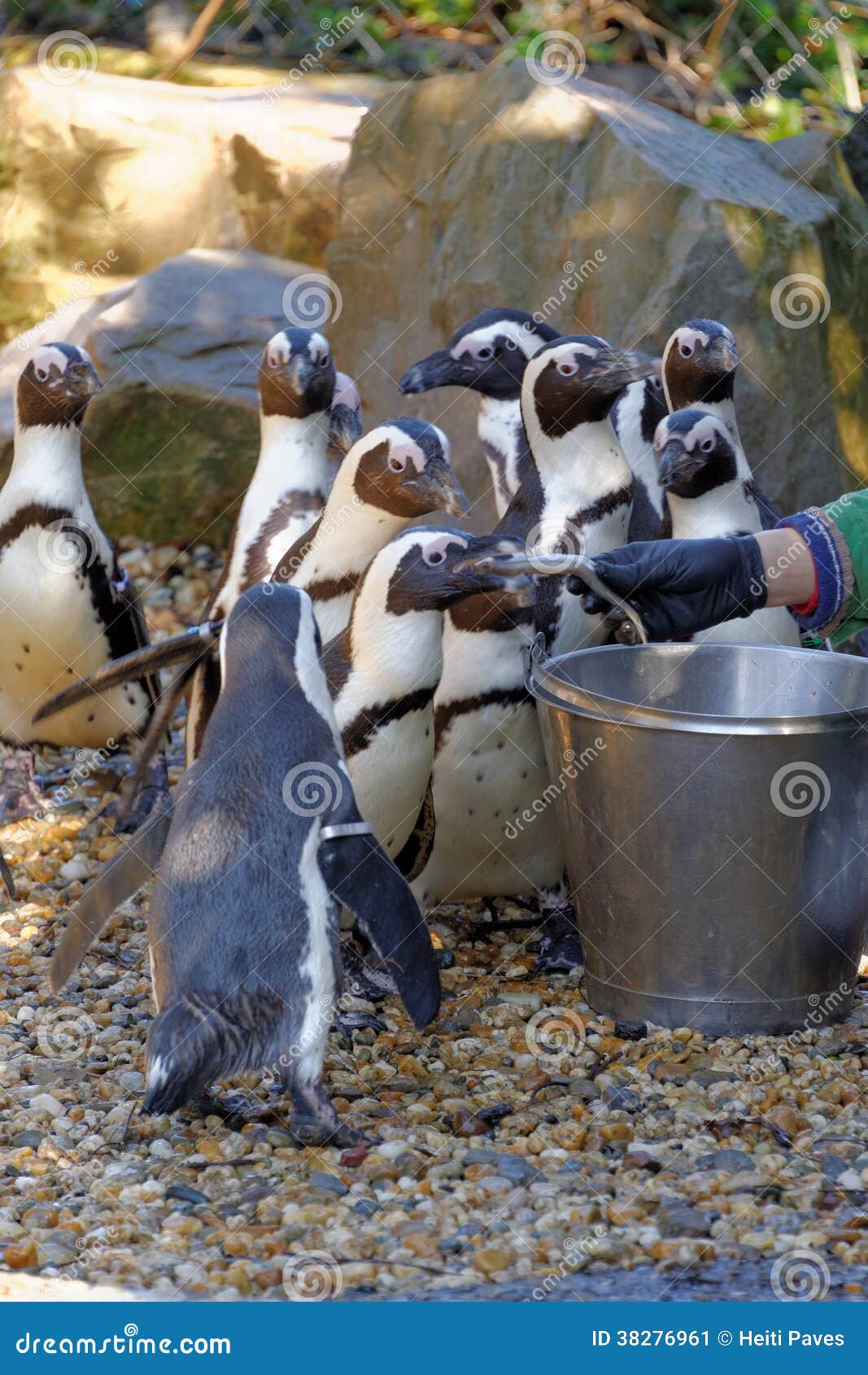 African Penguin stock image. Image of zoology, africa - 38276961