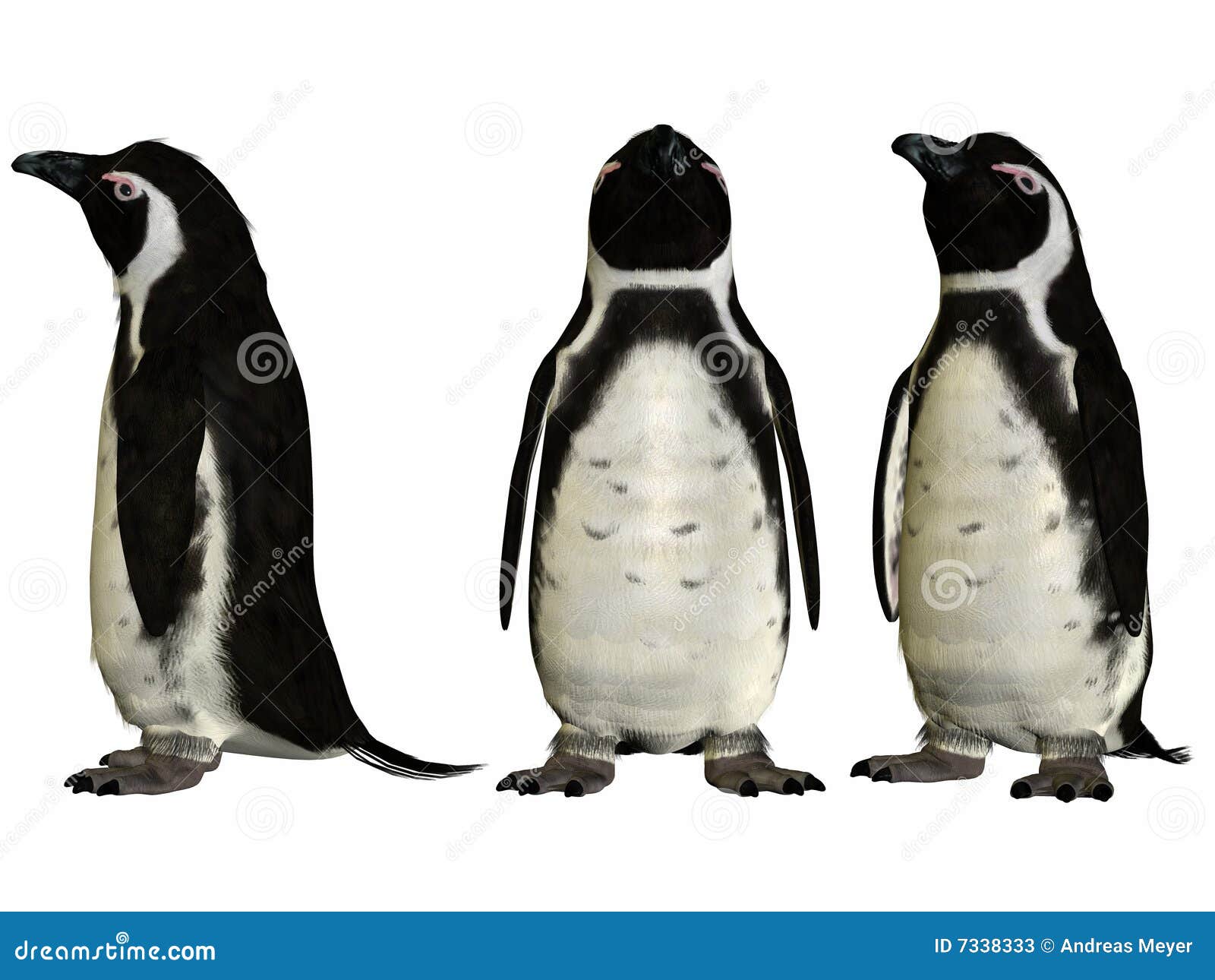 African Penguin Illustration, Drawing, Engraving, Ink, Line Art, Vector ...
