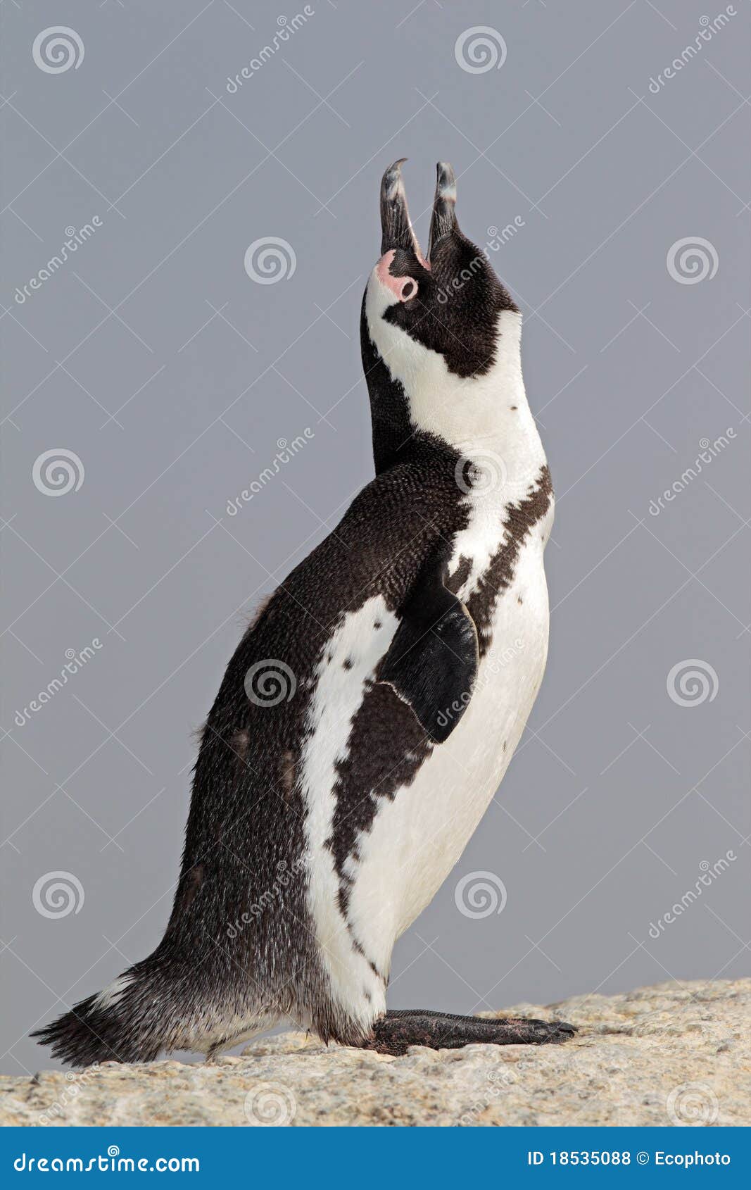 African penguin calling stock photo. Image of calling - 18535088