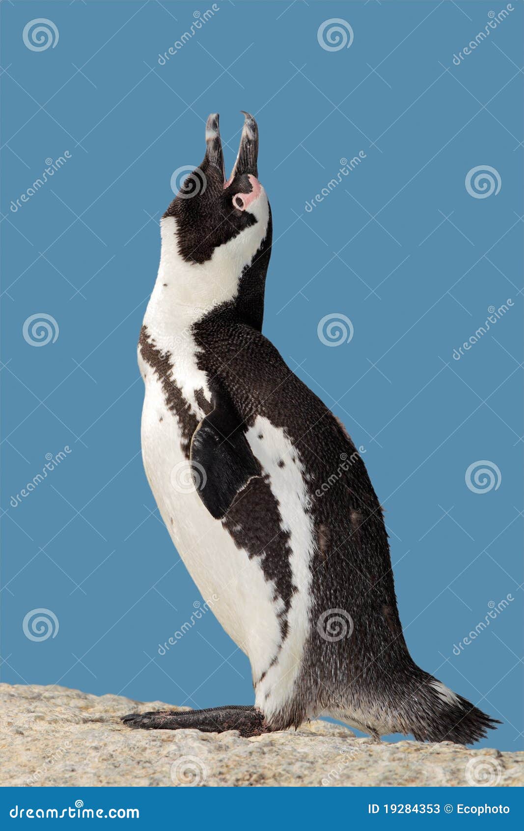 African penguin calling stock image. Image of wings, wild - 19284353