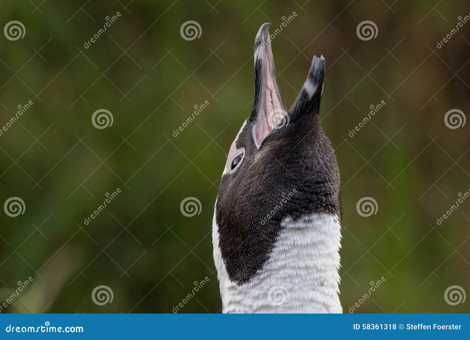 African penguin calling stock photo. Image of feathers - 58361318