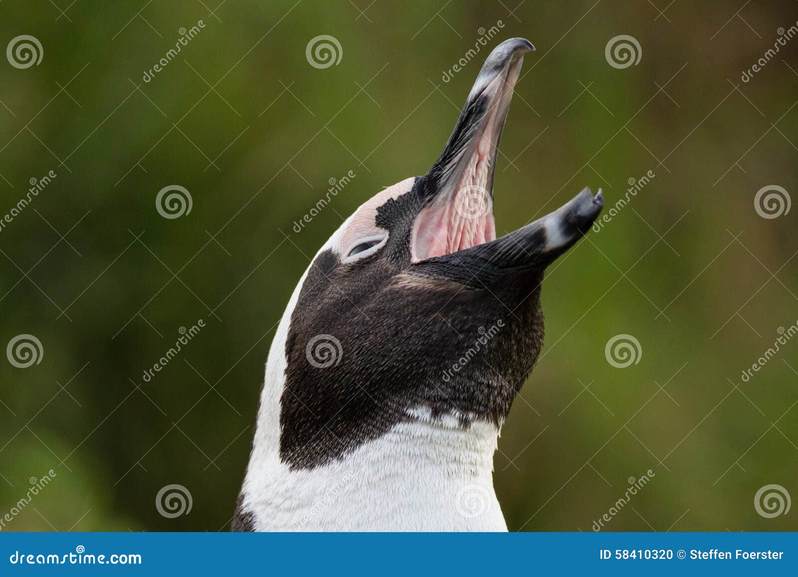 African penguin calling stock photo. Image of south, aquatic - 58410320