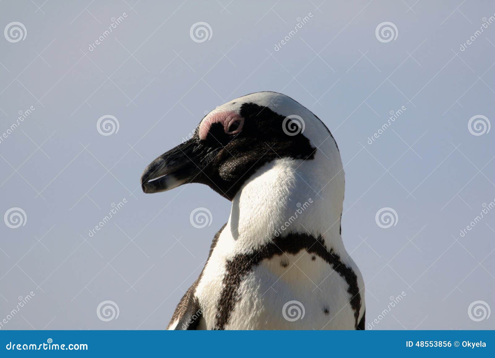 The African Penguin. Flightless Bird from South Africa Stock Photo ...
