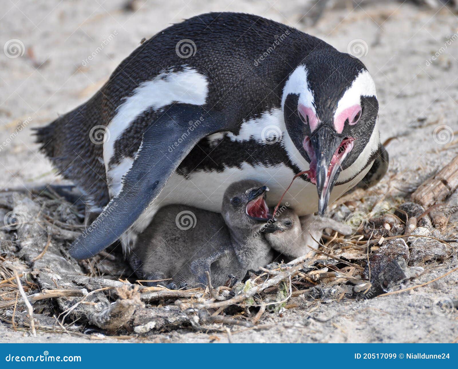African Penguin and Its Chicks Stock Image - Image of sand, cape: 20517099