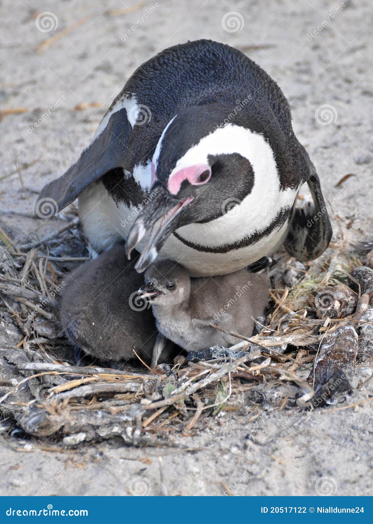 African Penguin and Its Chicks in Its Nest Stock Photo - Image of adult ...
