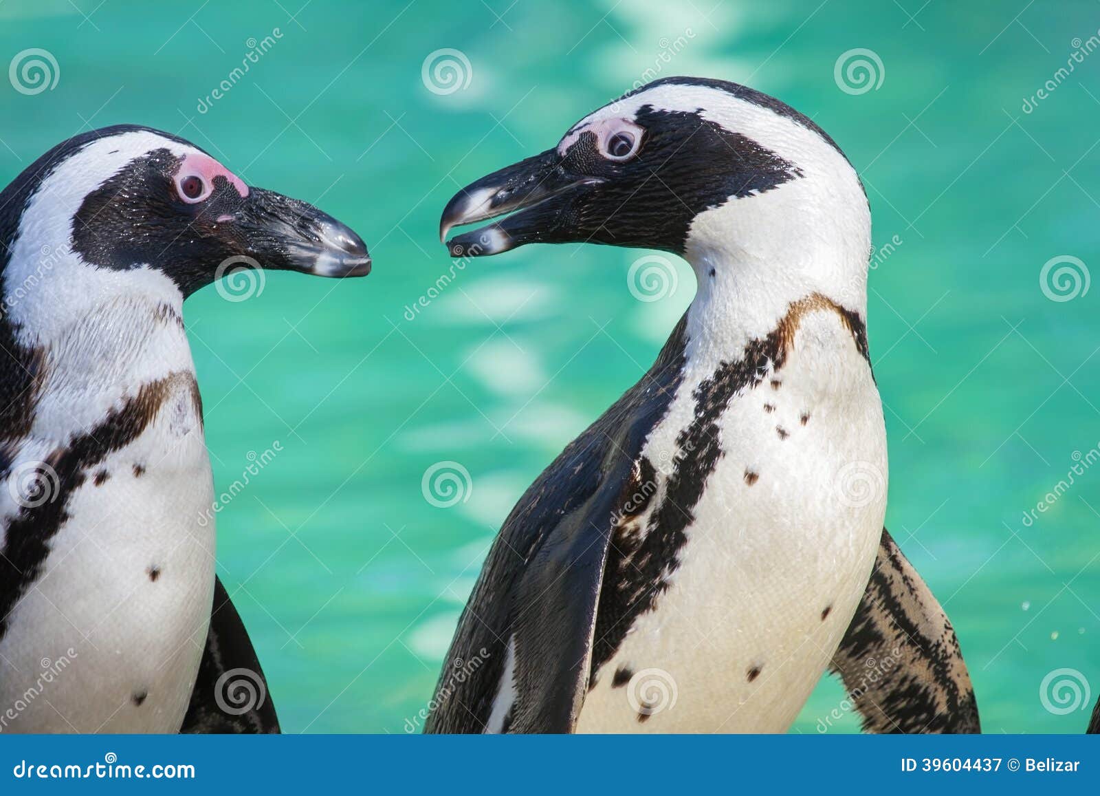 African penguin stock image. Image of fauna, african - 39604437