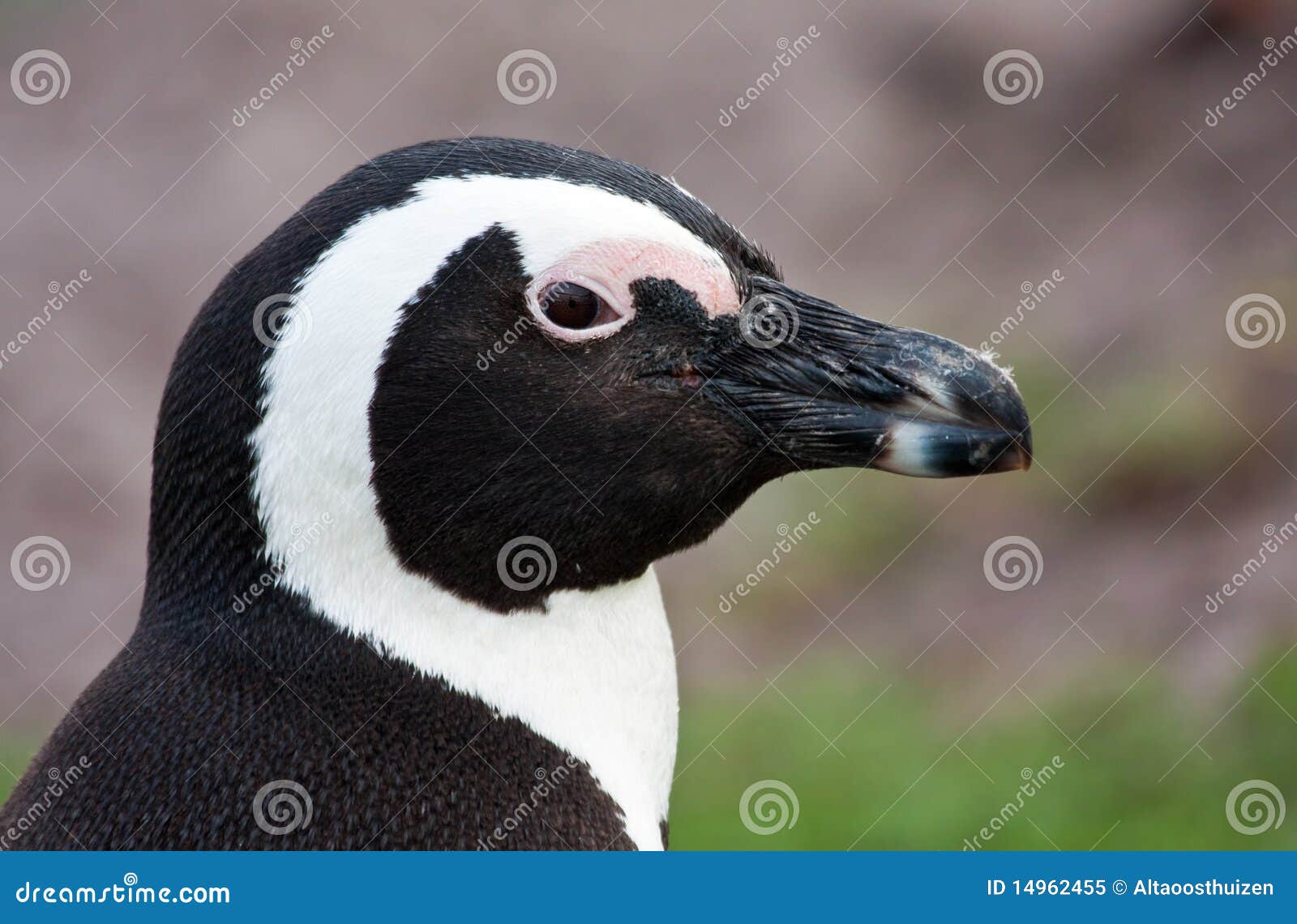African Penguin portrait stock image. Image of aquatic - 14962455