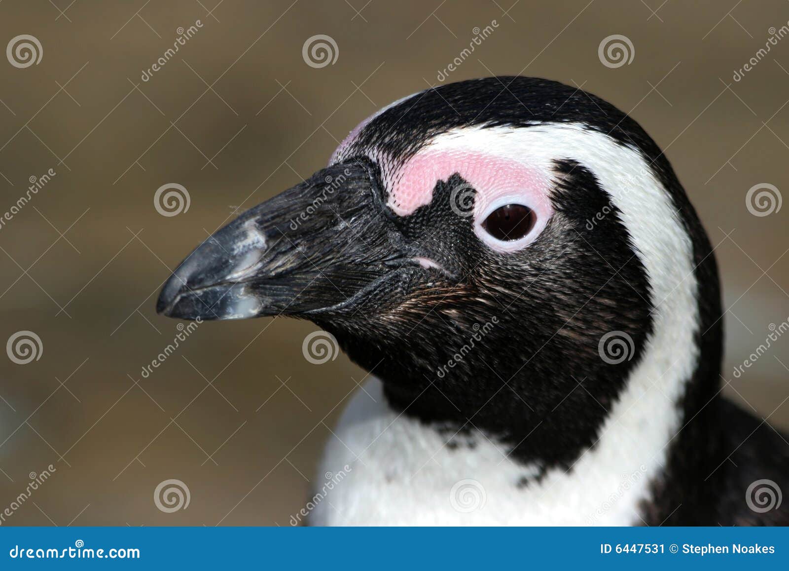 African penguin portrait stock image. Image of wildlife - 6447531